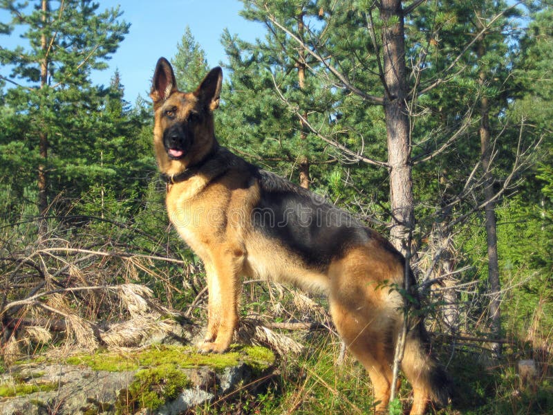 German Sheppard stock image. Image of collar, purebred - 19069763