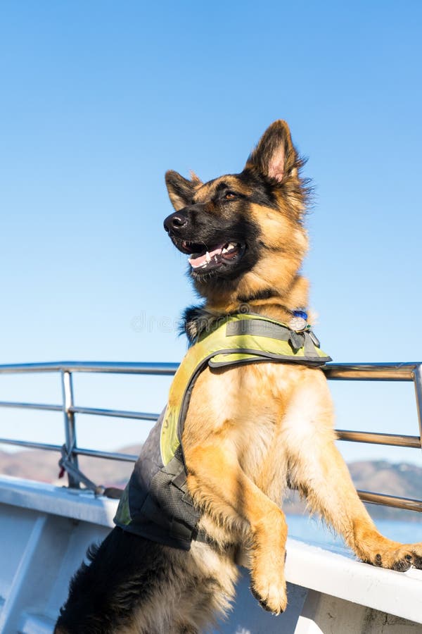 German Sheppard Dog Posing at the Boat Stock Photo - Image of animal ...
