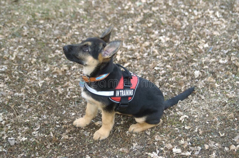 German Sheppard Puppy in Training Stock Image - Image of working ...