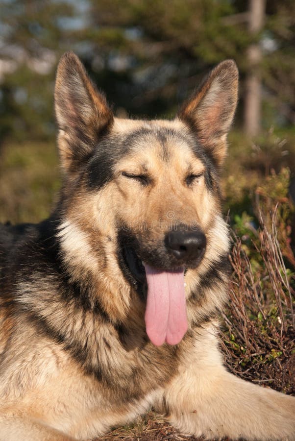 German shepperd portrait stock image. Image of tongue - 26267509