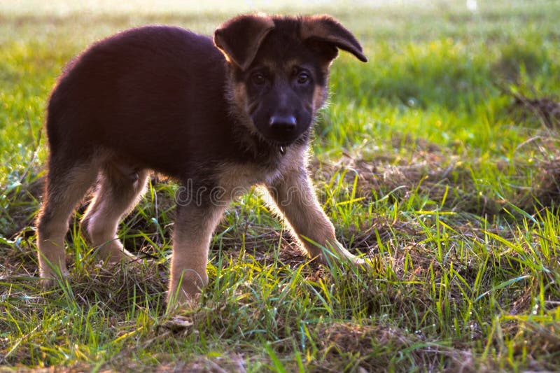 German Sherpard stock image. Image of sherpard, posing - 61494941