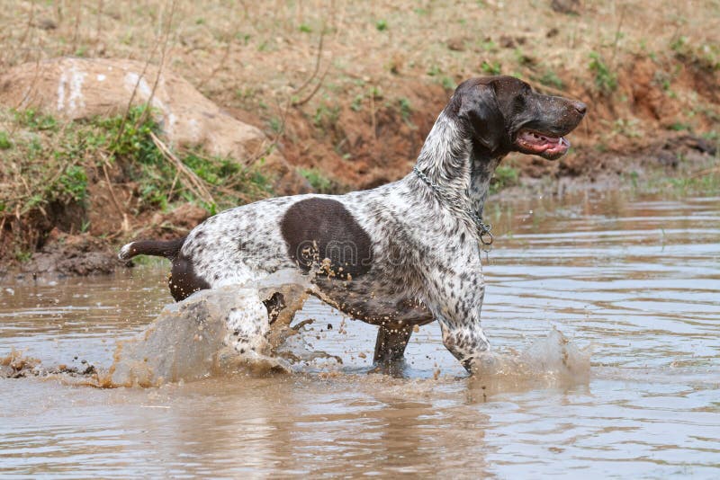 408 German Short Hair Pointer Surprised Stock Photos - Free & Royalty ...