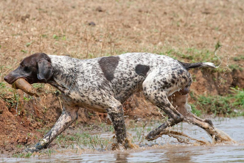 German short hair pointer stock image. Image of pedigreed - 7864127