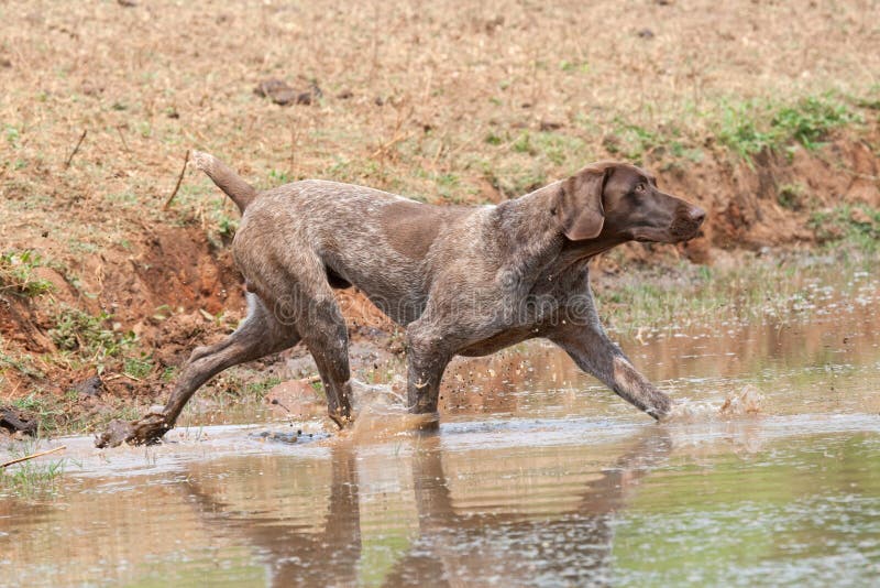408 German Short Hair Pointer Surprised Stock Photos - Free & Royalty ...