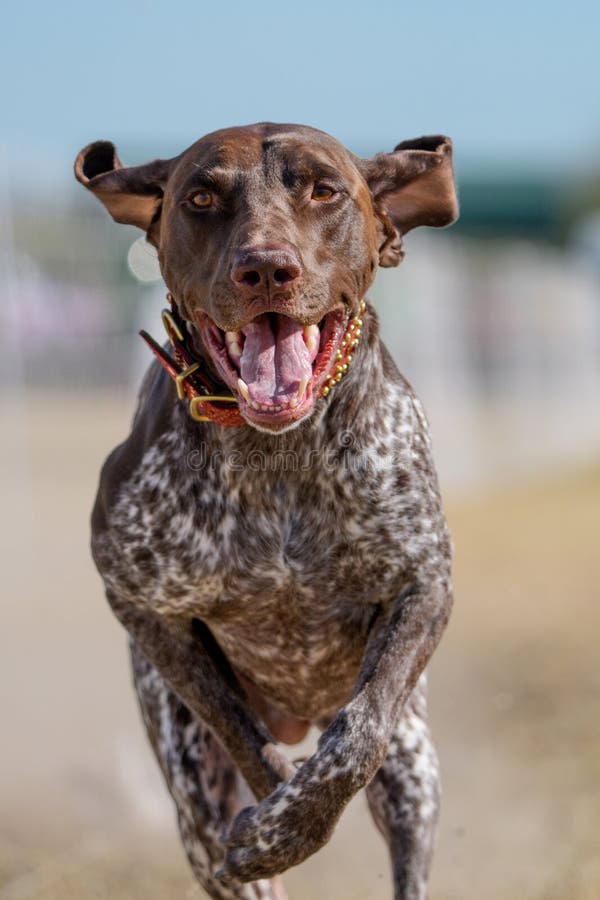408 German Short Hair Pointer Surprised Stock Photos - Free & Royalty ...