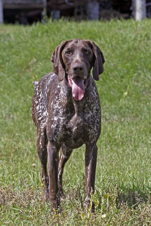 German Short-hair Pointer stock photo. Image of zoology - 51052906