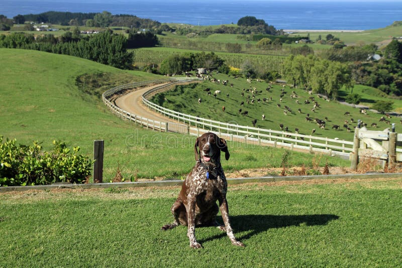 Dog on farm stock photo. Image of meadow, green, cows - 30003480