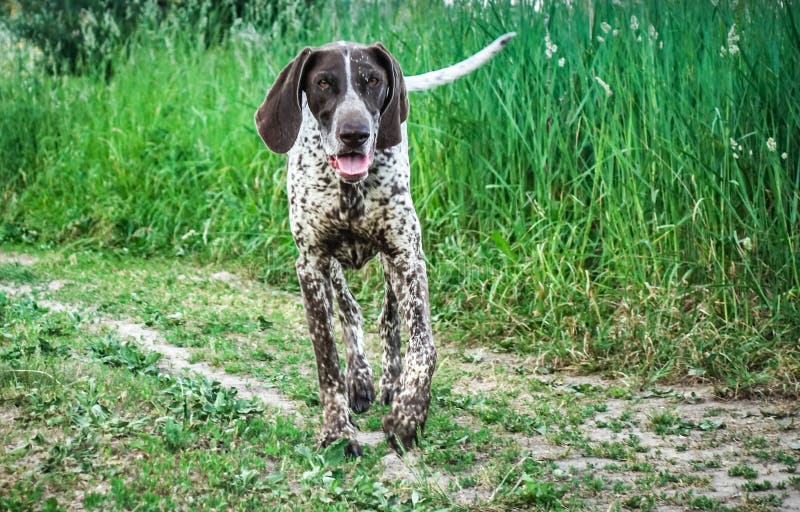German Short-haired Pointer Stock Image - Image of playful, pointer ...
