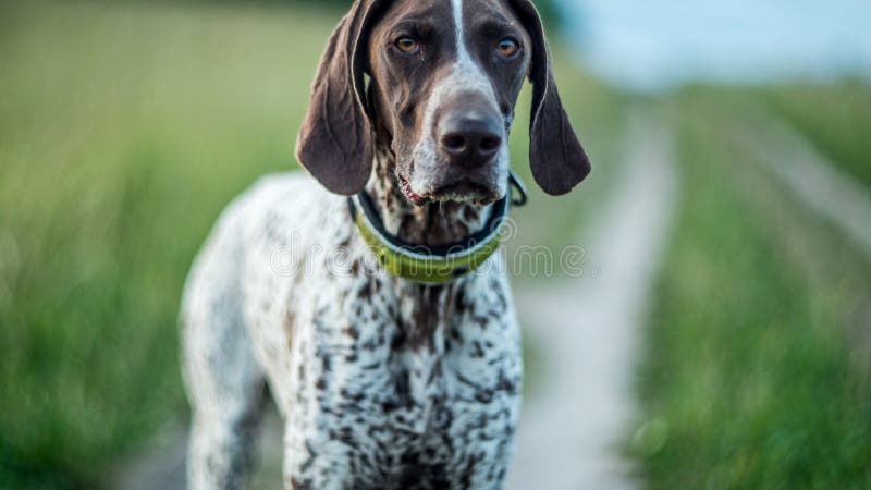 German Short-haired Pointer Stock Image - Image of pointer, hunter ...
