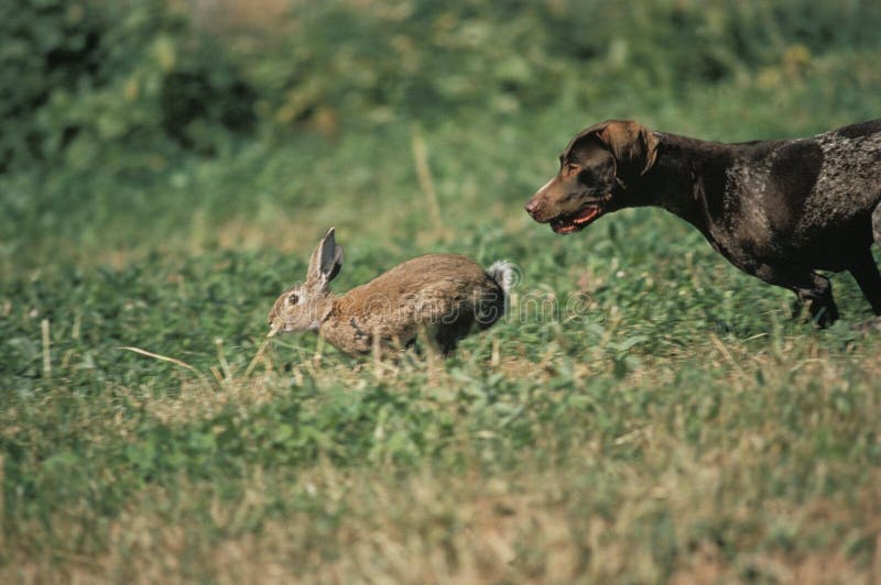 German Short-Haired Pointer Hunting Wild Rabbit, Oryctolagus Cuniculus ...