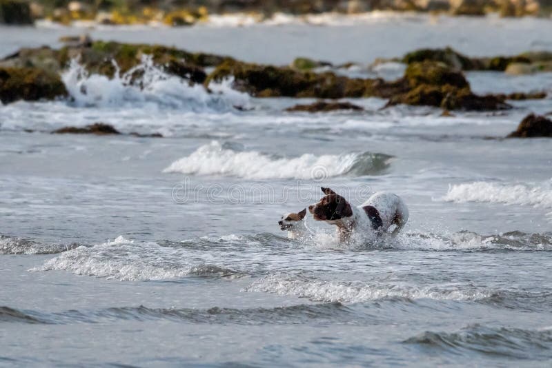 German Short Haired Pointer and Jack Russel Dogs Playing in the Sea ...