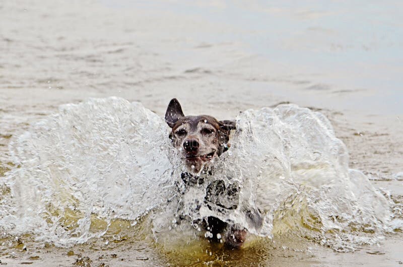 Dog splashing in the water stock photo. Image of short - 142882116