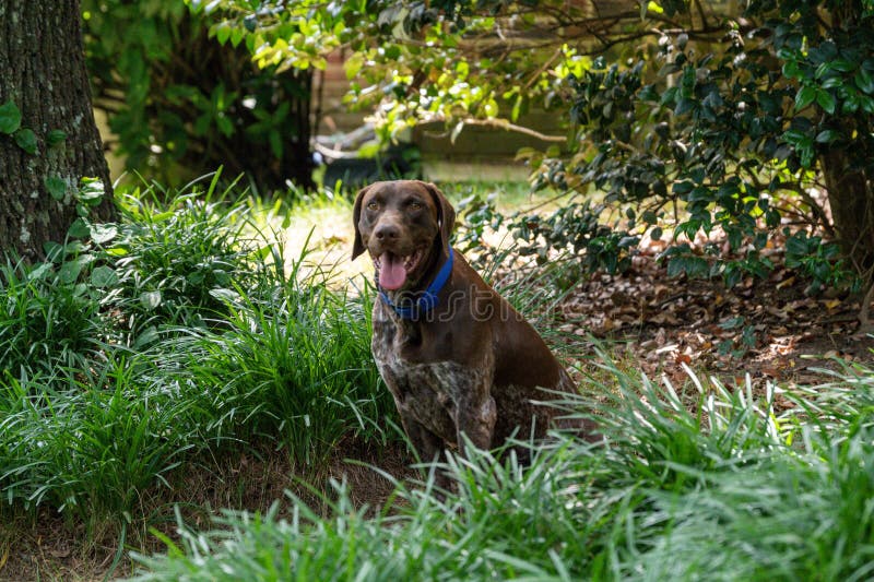 German Short Haired Pointer Relaxing in the Backyard Stock Image ...