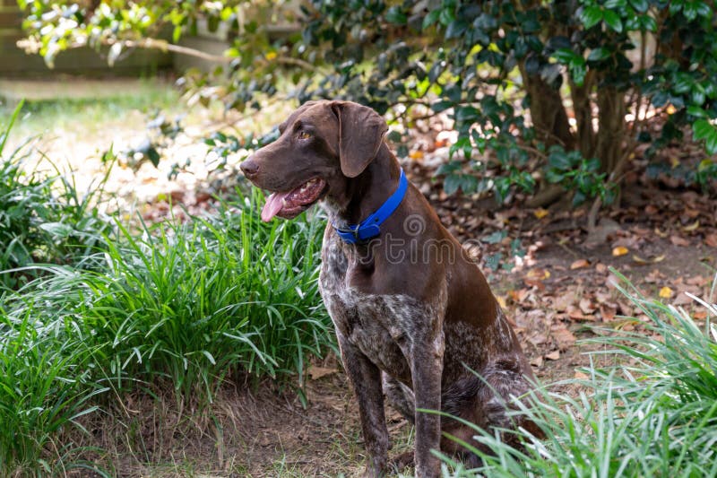German Short Haired Pointer Relaxing in the Backyard Stock Photo ...