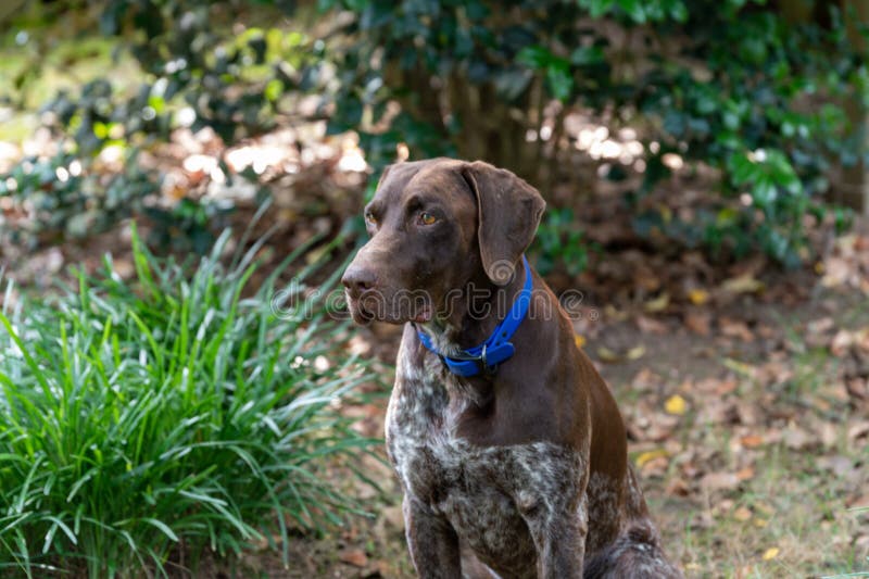 German Short Haired Pointer Relaxing in the Backyard Stock Photo ...