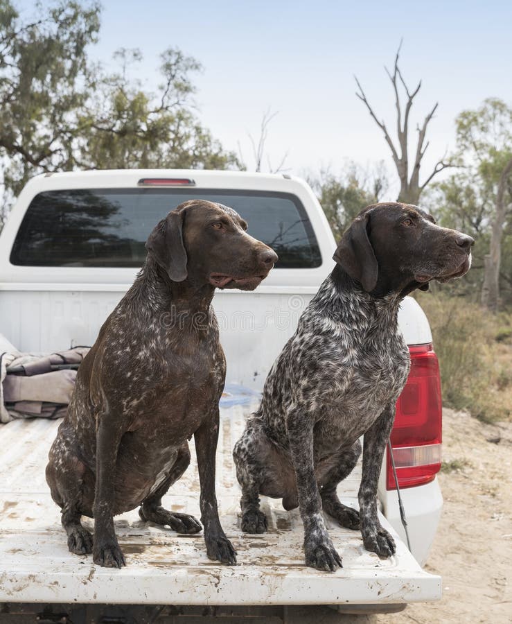 German Short Haired Pointers in Ute Stock Photo - Image of pedigree ...