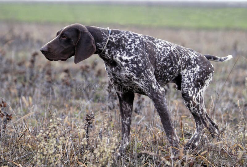 German Short-haired Pointing Dog Stock Image - Image of hunt, breeds ...