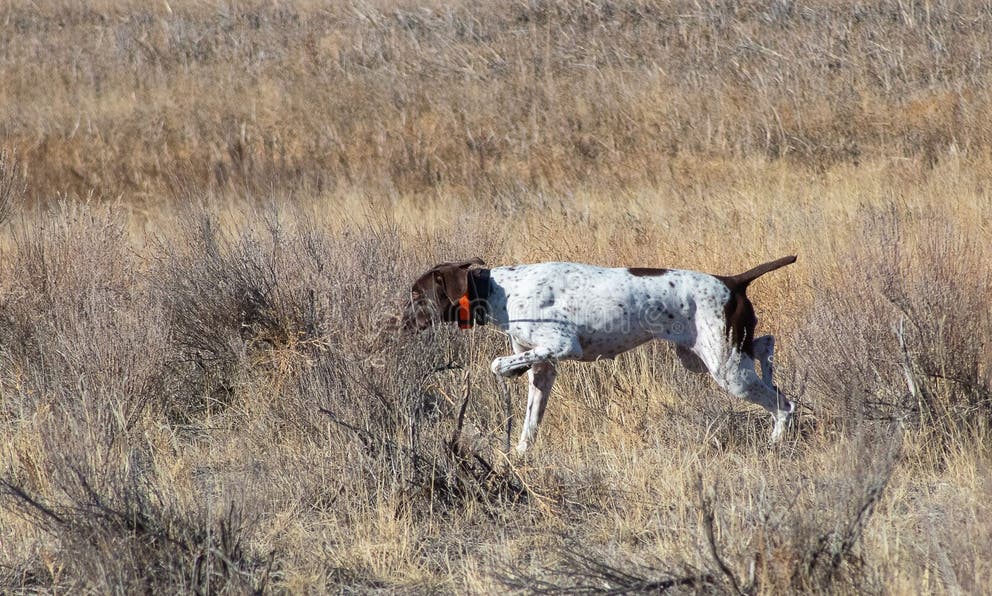 German Shorthair Pointer in a Meadow Stock Image - Image of cute, breed ...