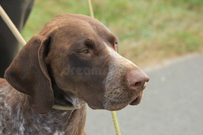 German Shorthaired Pointer stock image. Image of breed - 83062163