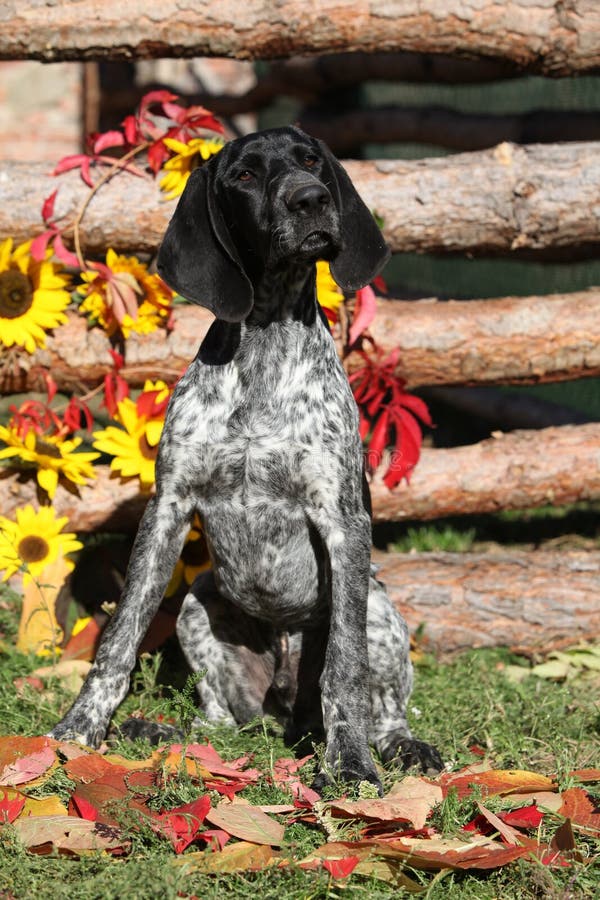 German Shorthaired Pointer in Autumn Stock Image - Image of doggy ...
