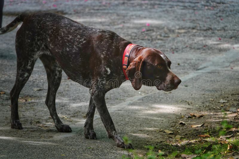 German Shorthaired Pointer Breed Chasing a Pigeon Stock Photo - Image ...