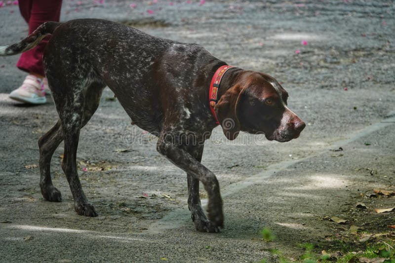 German Shorthaired Pointer Breed Chasing a Pigeon Stock Photo - Image ...