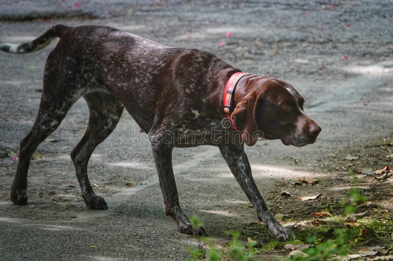 German Shorthaired Pointer Breed Chasing a Pigeon Stock Image - Image ...