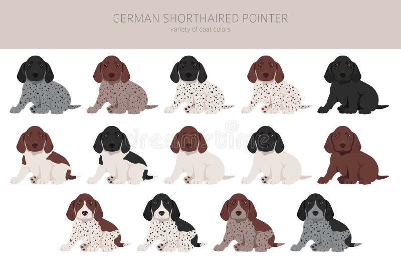 German Shorthaired Pointer Clipart. Different Poses, Coat Colors Set ...