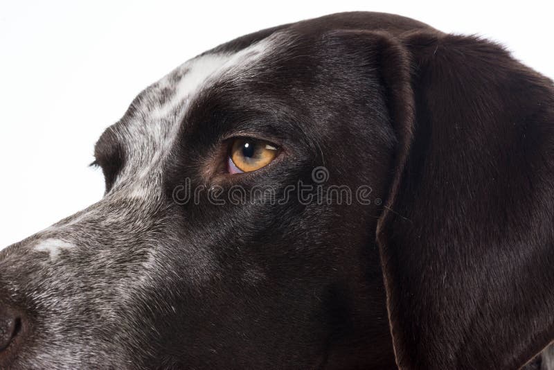 German Shorthaired Pointer Details Stock Image - Image of purebred ...