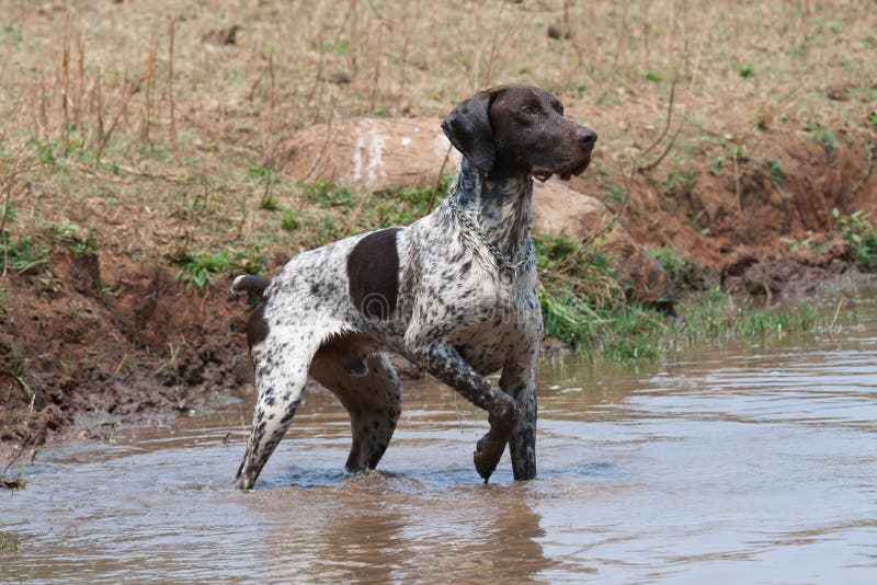 German Shorthaired Pointer Dog Stock Photo - Image of field, hair: 7639728