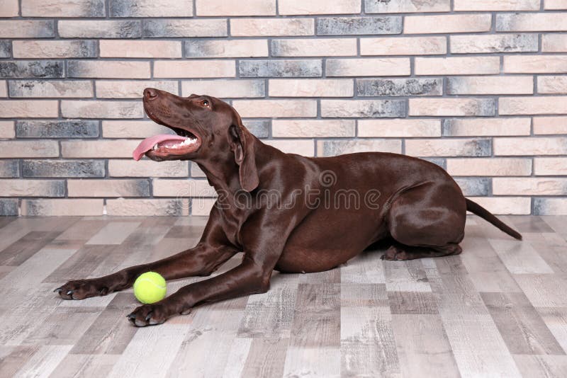 German Shorthaired Pointer Dog with Ball Stock Image - Image of fluffy ...