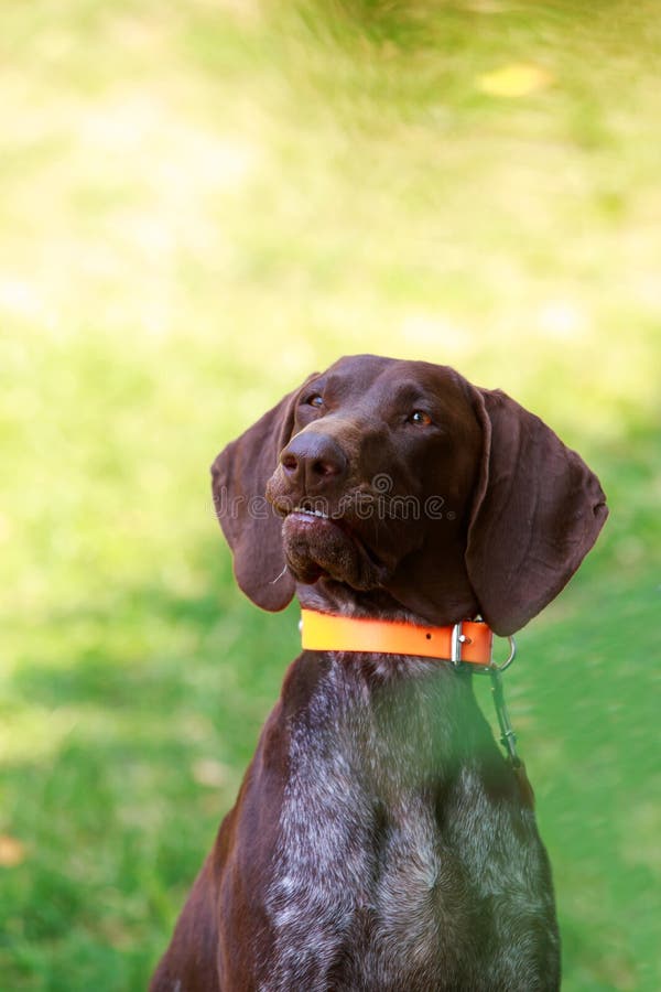 309 German Setter Stock Photos - Free & Royalty-Free Stock Photos from ...