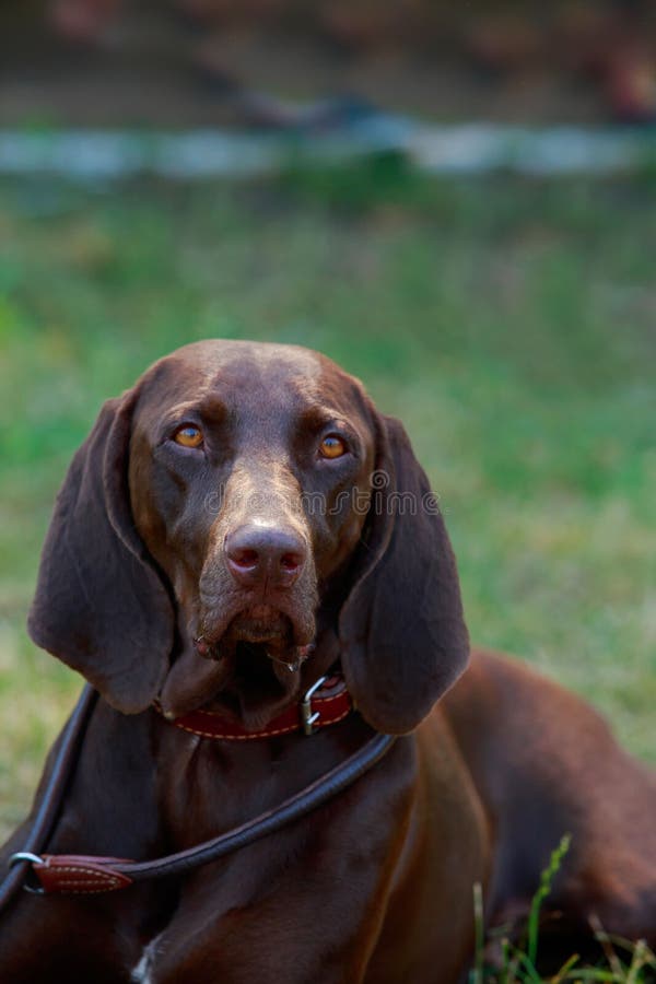 309 German Setter Stock Photos - Free & Royalty-Free Stock Photos from ...