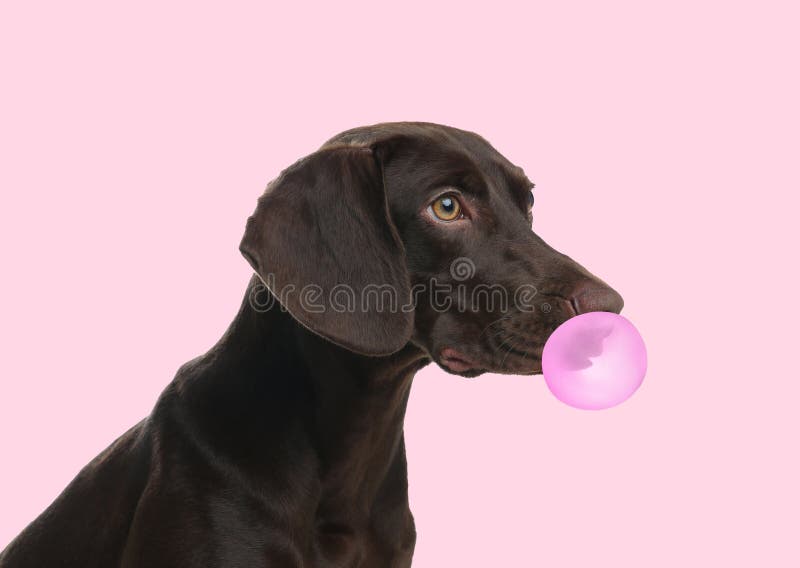 German Pointer Clip Art Stock Photos - Free & Royalty-Free Stock Photos ...