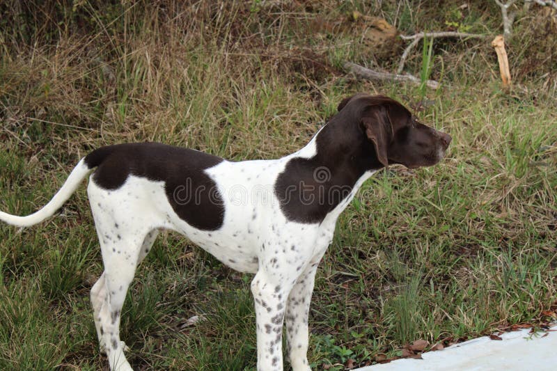 German Shorthaired Pointer Dog Stock Image - Image of natural, hound ...