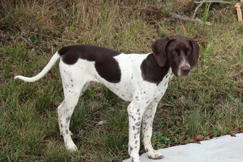 German Shorthaired Pointer Dog Stock Image - Image of next, horizontal ...