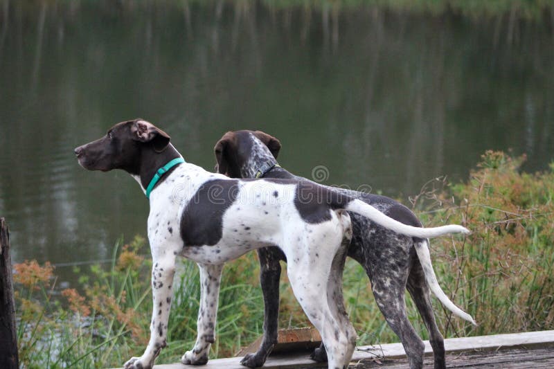 German Shorthaired Pointer Dog by a Pond Stock Photo - Image of ground ...