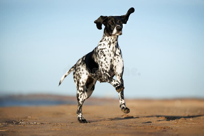 German Shorthaired Pointer Dog Running on a Beach Stock Photo - Image ...