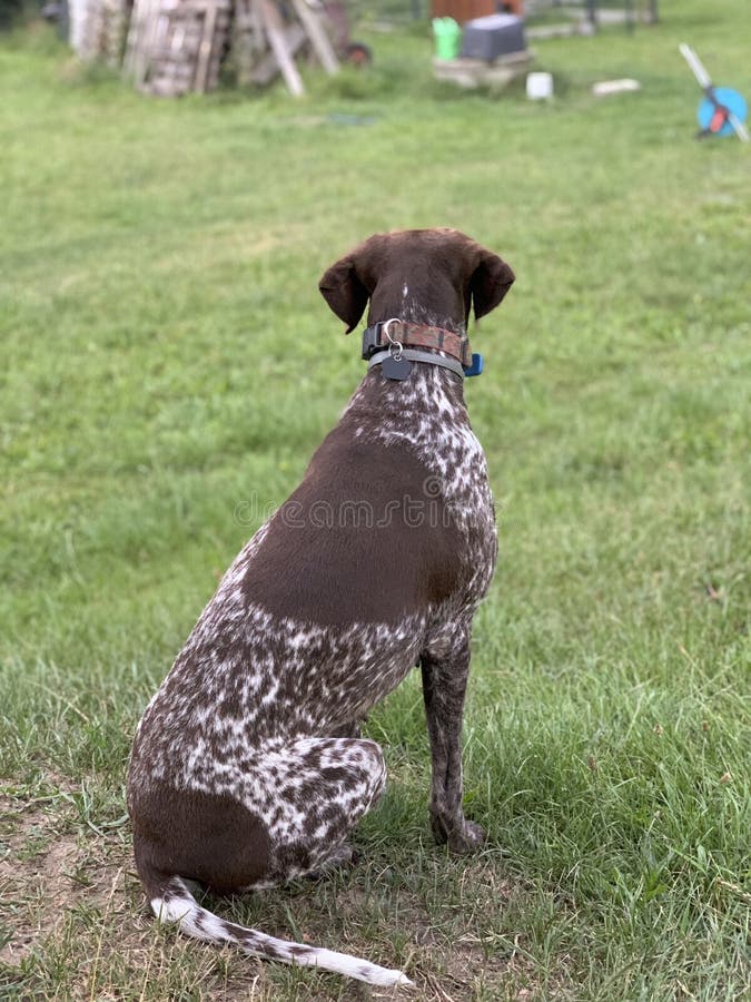 German Shorthaired Pointer Dog - Spring Time Stock Image - Image of ...