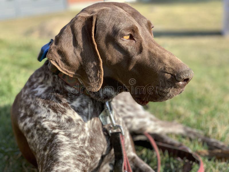 German Shorthaired Pointer Dog - Spring Time Stock Image - Image of ...