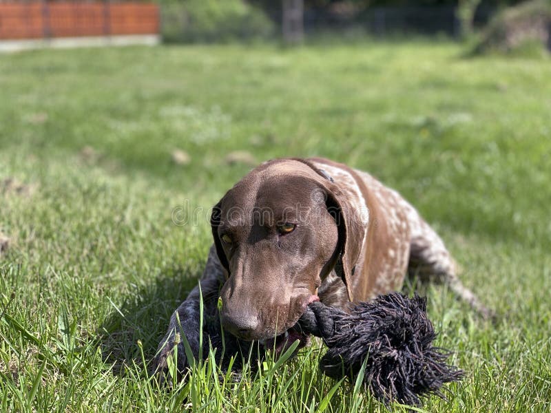 German Shorthaired Pointer Dog - Spring Time Stock Image - Image of ...