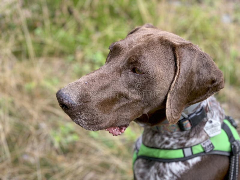 German Shorthaired Pointer Dog - Spring Time Stock Photo - Image of ...