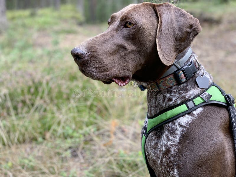 German Shorthaired Pointer Dog - Spring Time Stock Image - Image of ...