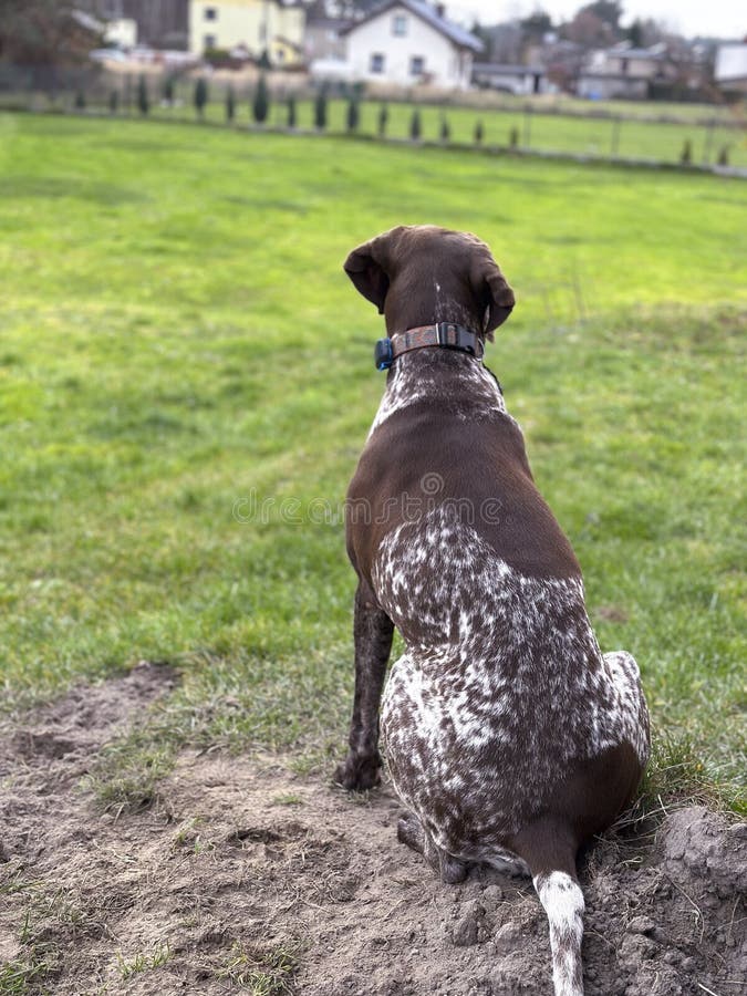 German Shorthaired Pointer Dog - Spring Time Stock Image - Image of ...
