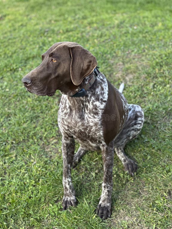 German Shorthaired Pointer Dog - Spring Time Stock Photo - Image of ...