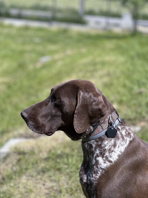 German Shorthaired Pointer Dog - Spring Time Stock Image - Image of ...
