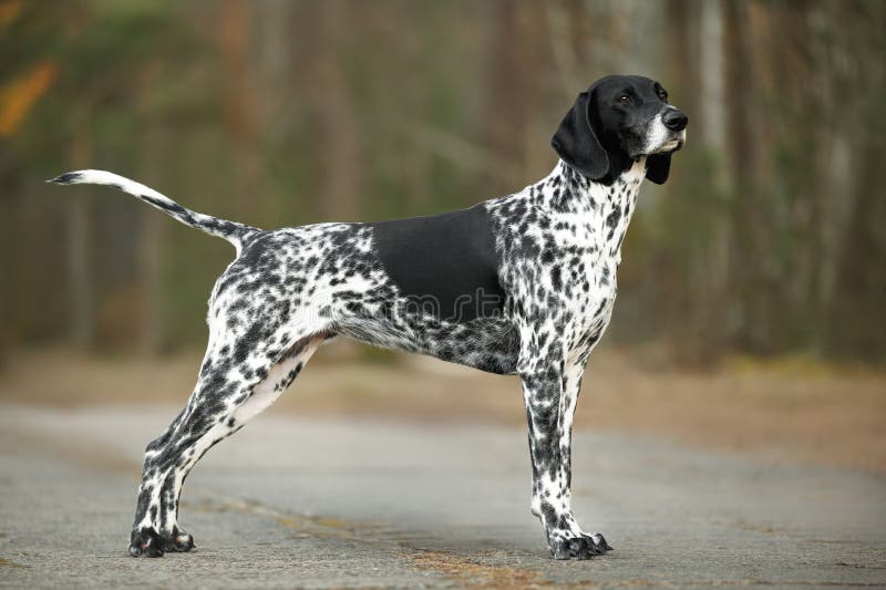 German Shorthaired Pointer Dog Standing Outdoors Stock Photo - Image of ...