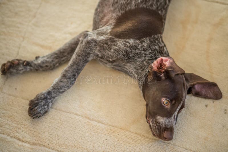 German Shorthaired Pointer Ear Turned Sits Carpet Stock Photos - Free ...
