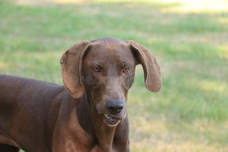 German Shorthaired Pointer Female Stock Photo - Image of animal ...