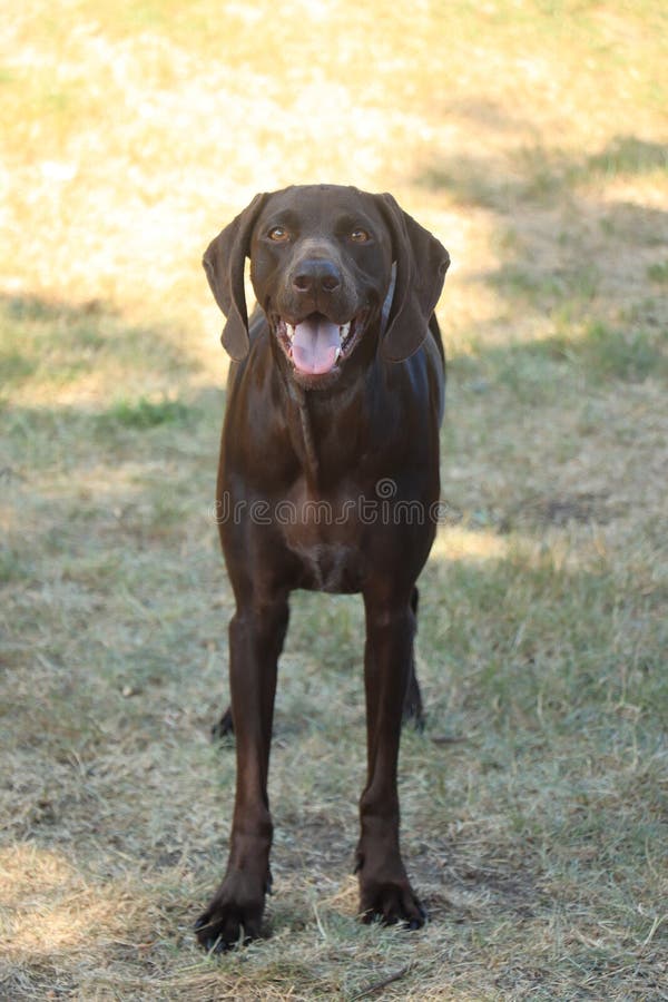 German Shorthaired Pointer Female Stock Photo - Image of purebred ...